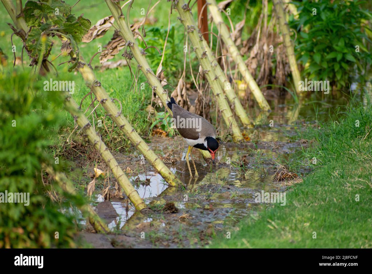 The red-wattled lapwing is an Asian lapwing or large plover, a wader in ...
