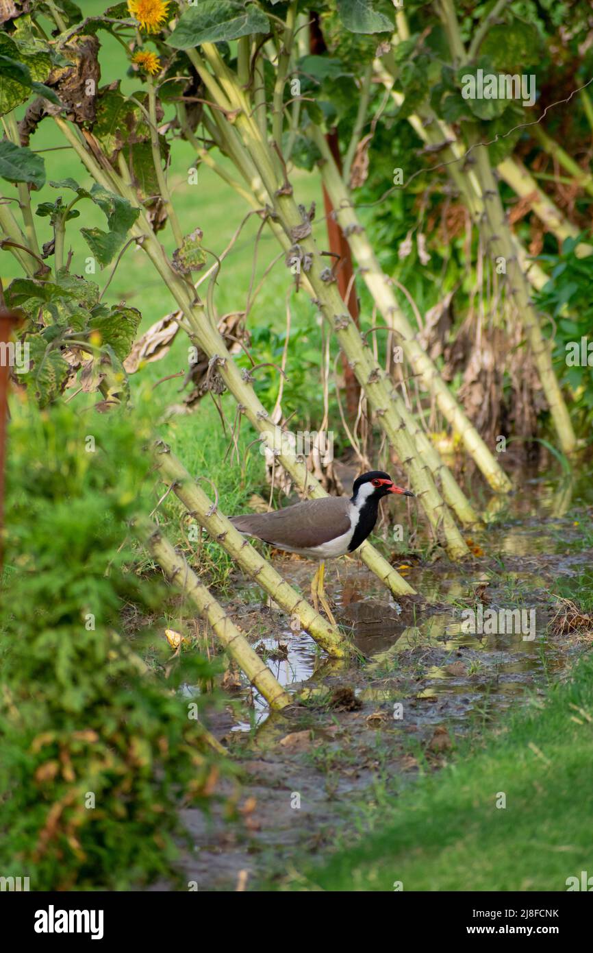 The red-wattled lapwing is an Asian lapwing or large plover, a wader in ...