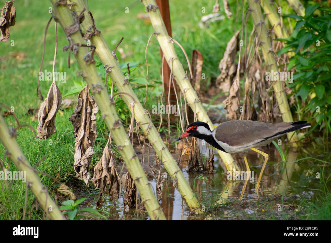 The red-wattled lapwing is an Asian lapwing or large plover, a wader in ...