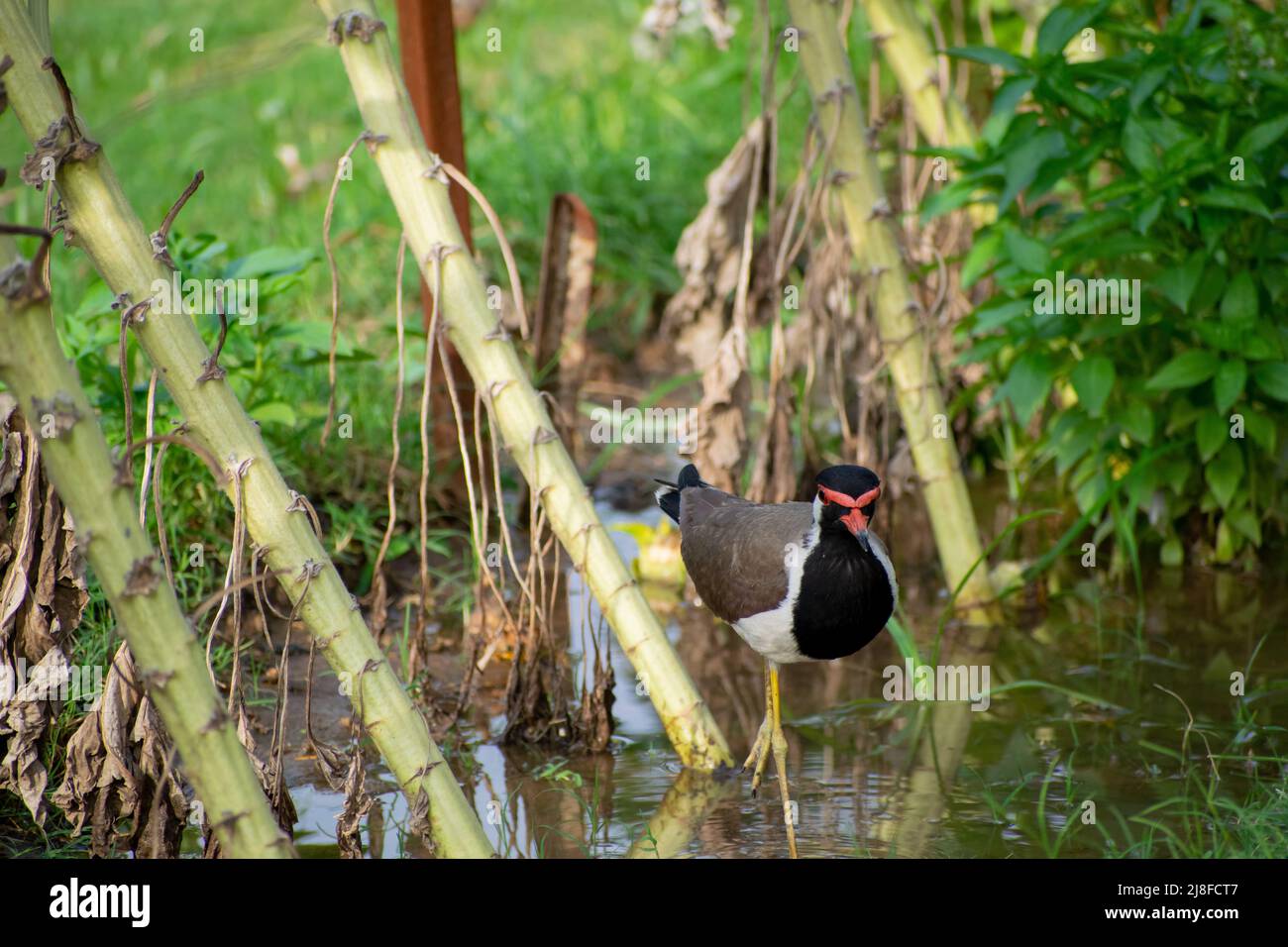 The red-wattled lapwing is an Asian lapwing or large plover, a wader in ...