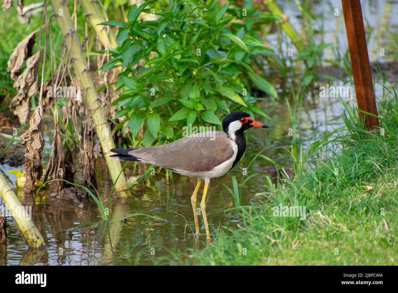 The red-wattled lapwing is an Asian lapwing or large plover, a wader in ...