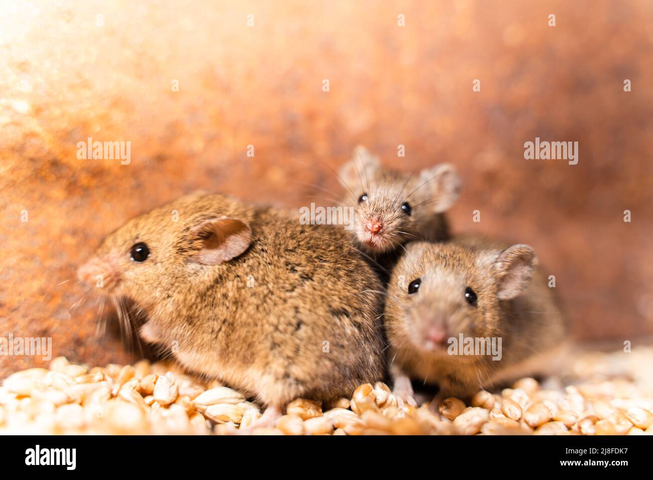 Field mice hi-res stock photography and images - Alamy