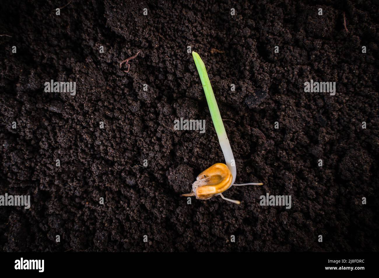 Germinated corn seed close-up on the ground. Sweet corn sprout, root ...