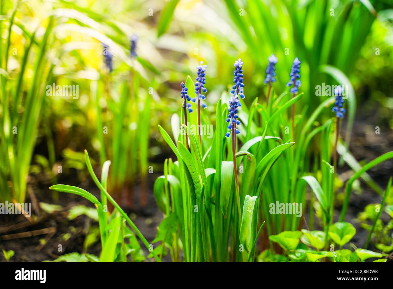 Muscari bush of blue color close-up Stock Photo - Alamy