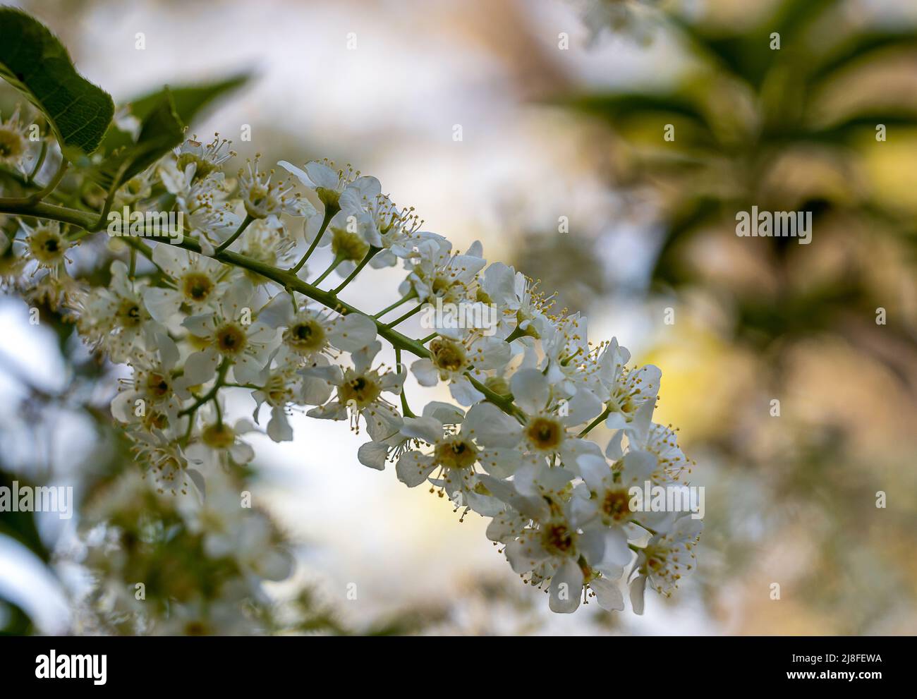 Close up of flowers on a bird cherry (prunus padus) tree Stock Photo ...