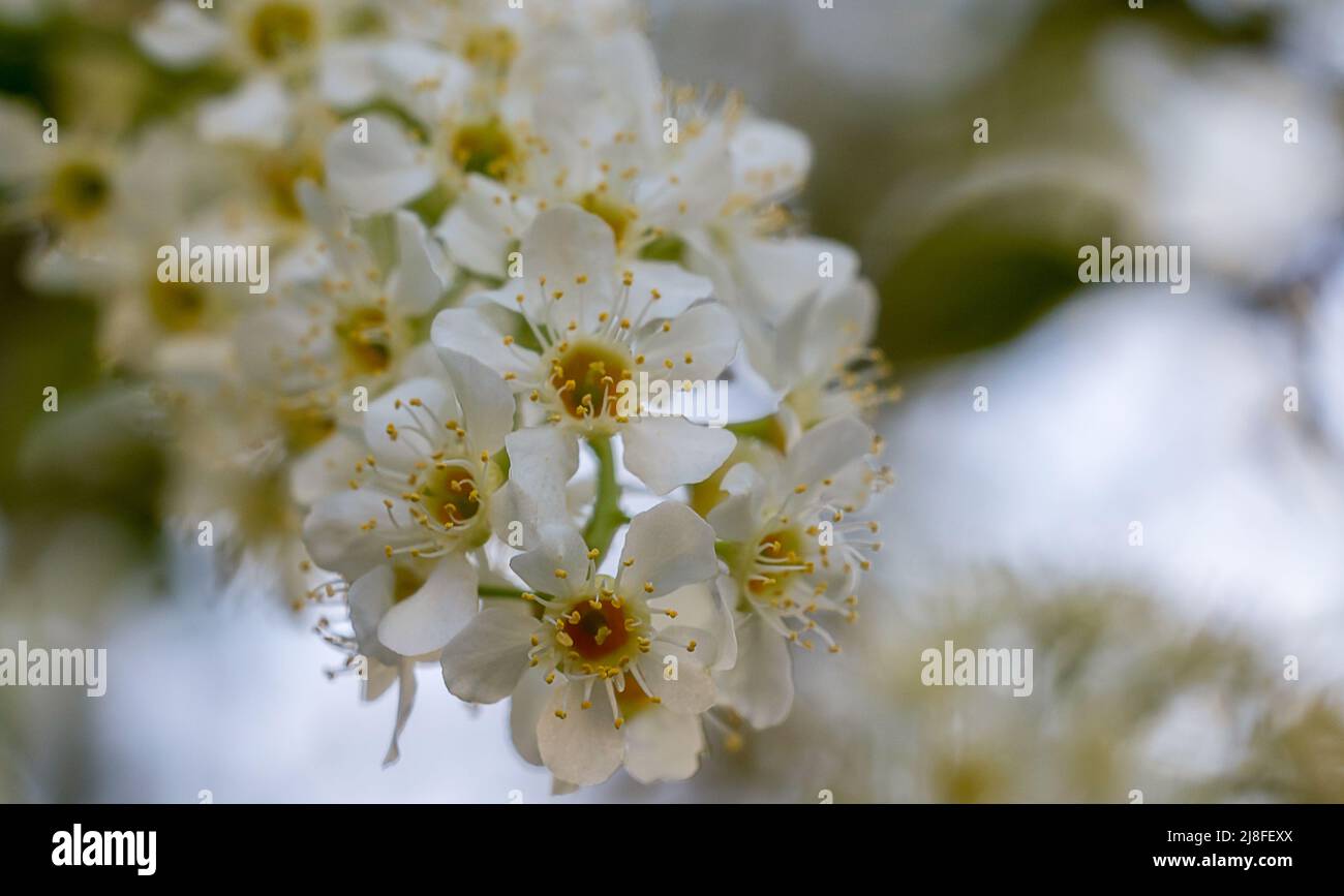 Cherry bird tree hi-res stock photography and images - Alamy