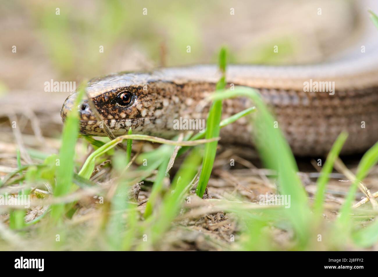 Rare animal, legless shiny harmless lizard slow worm on the ground ...