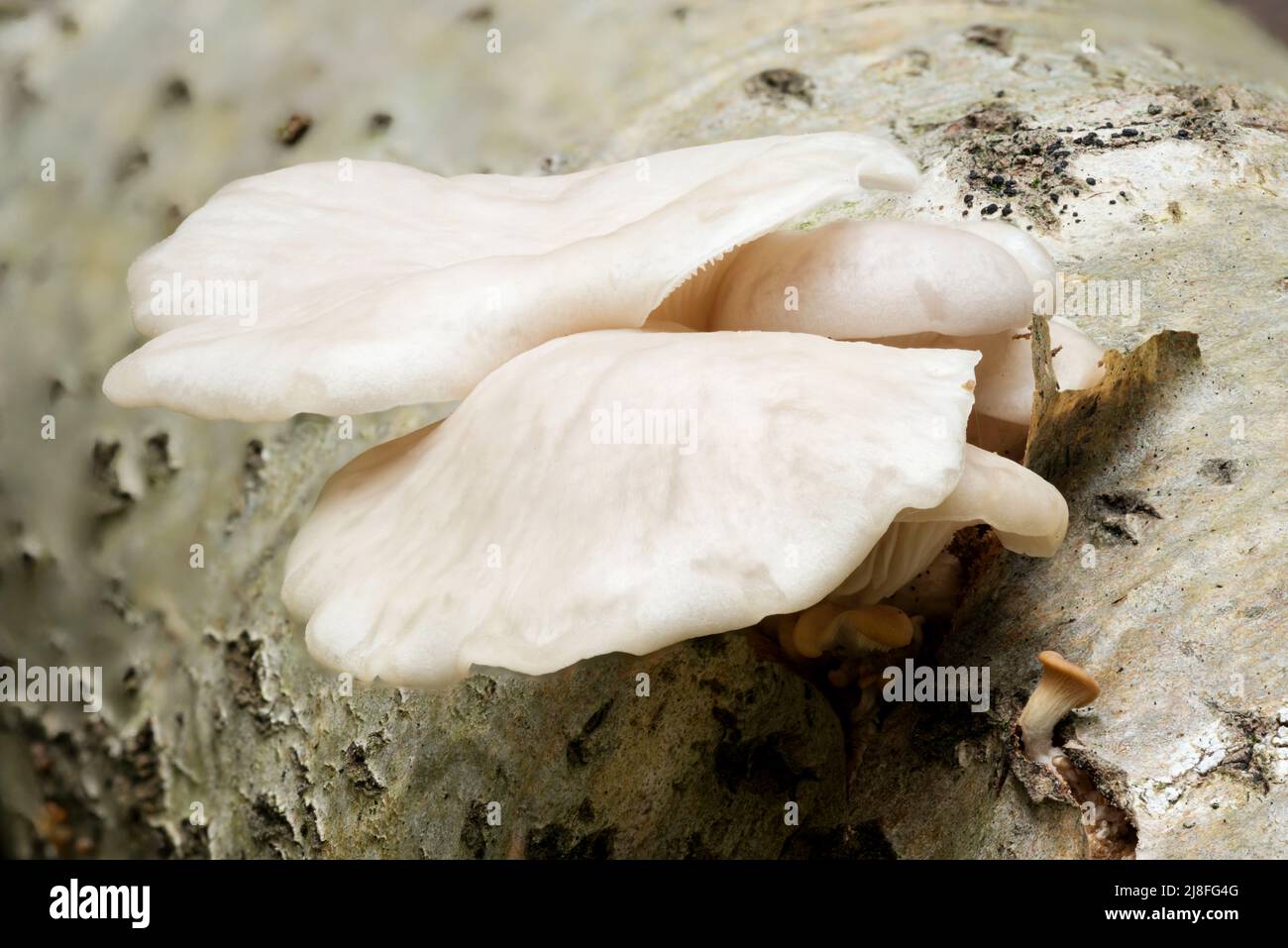 Wildlife of Europe- edible and inedible mushrooms growing in forest ...