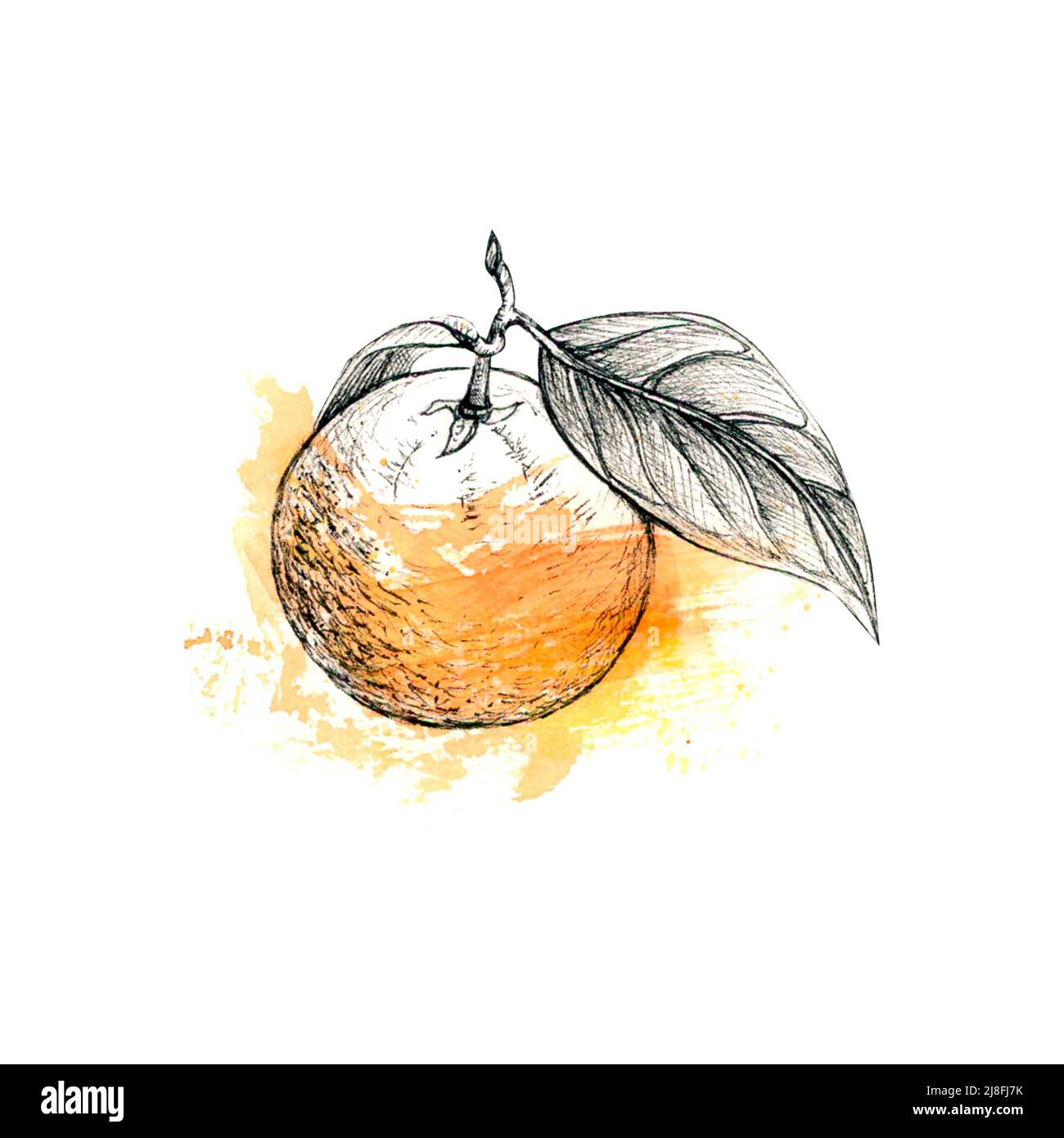 Orange in liner and watercolor graphics isolated on white background ...