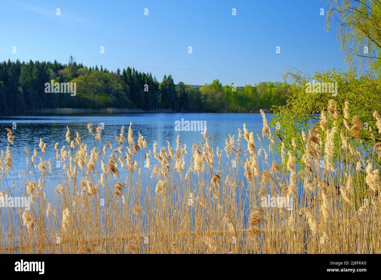 Lakeshore greenery hi-res stock photography and images - Alamy