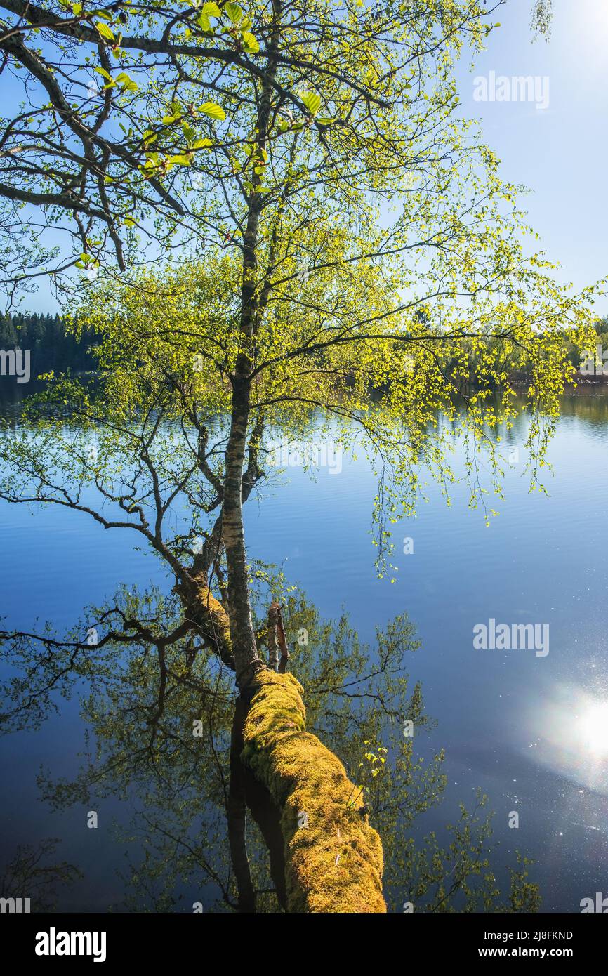 Lush foliage Birch tree stretching out over the lake Stock Photo - Alamy