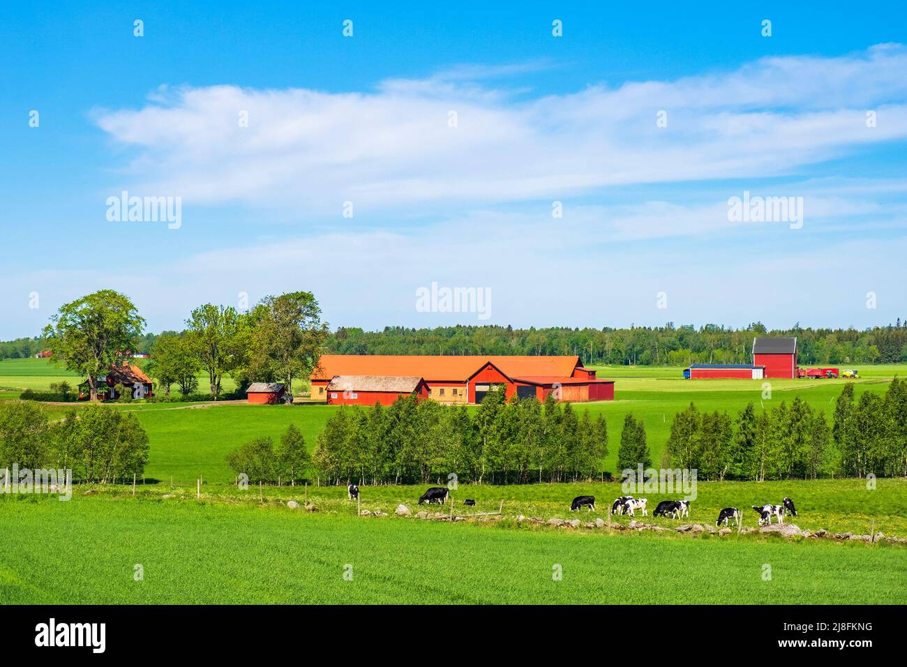 Cultivated land with cows in a pasture and a farm Stock Photo - Alamy
