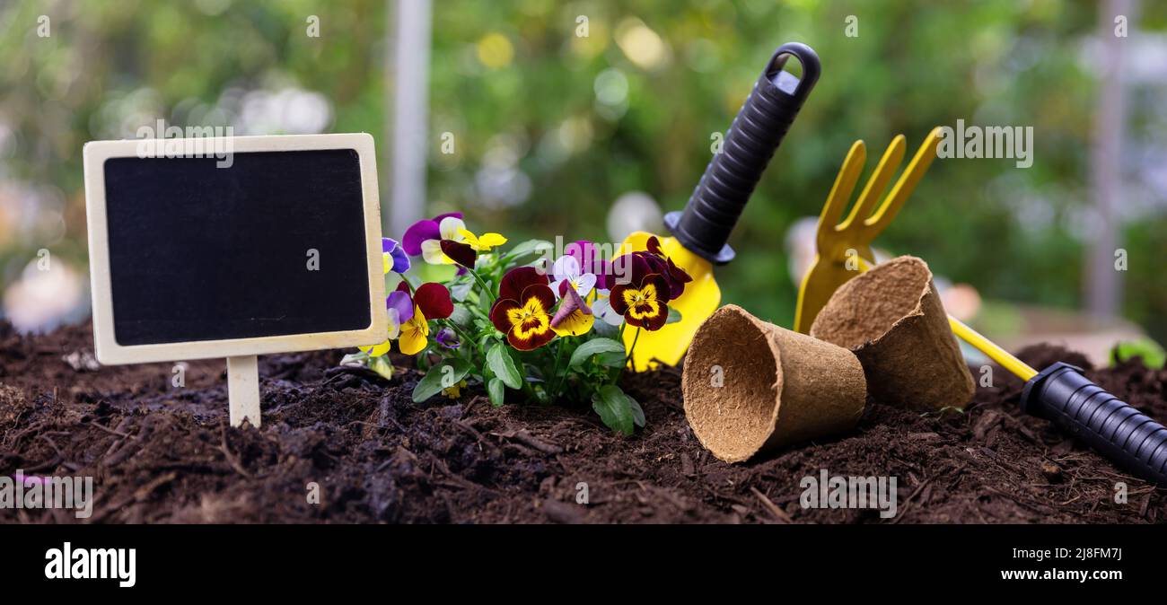 Plant pansies in the garden. Gardening tools and plants on soil close ...