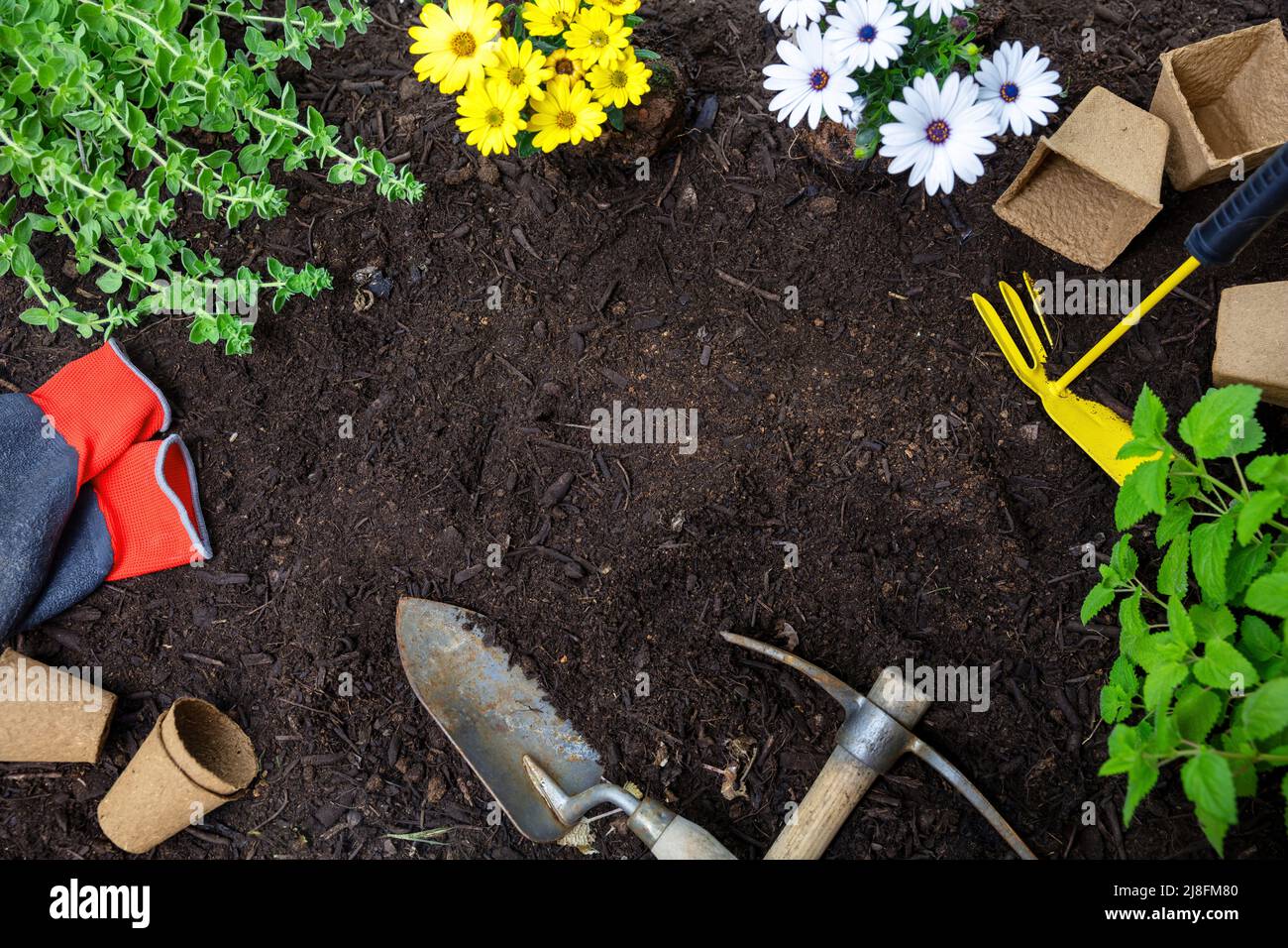 Garden flat lay. Gardening tools and plants on soil background, top ...