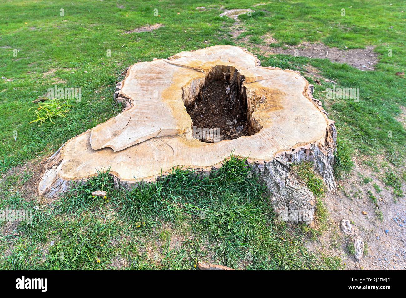big stump after big tree with hole inside Stock Photo - Alamy