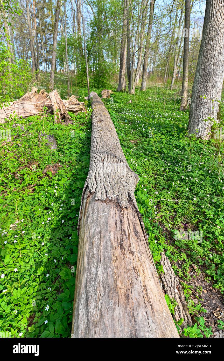 old dead tree trunk lying down in forest Stock Photo - Alamy