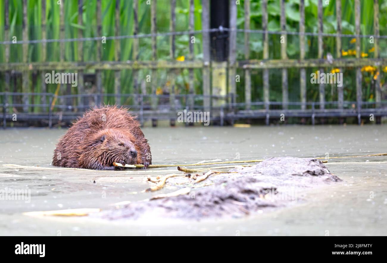 Beaver eating wood hi-res stock photography and images - Alamy
