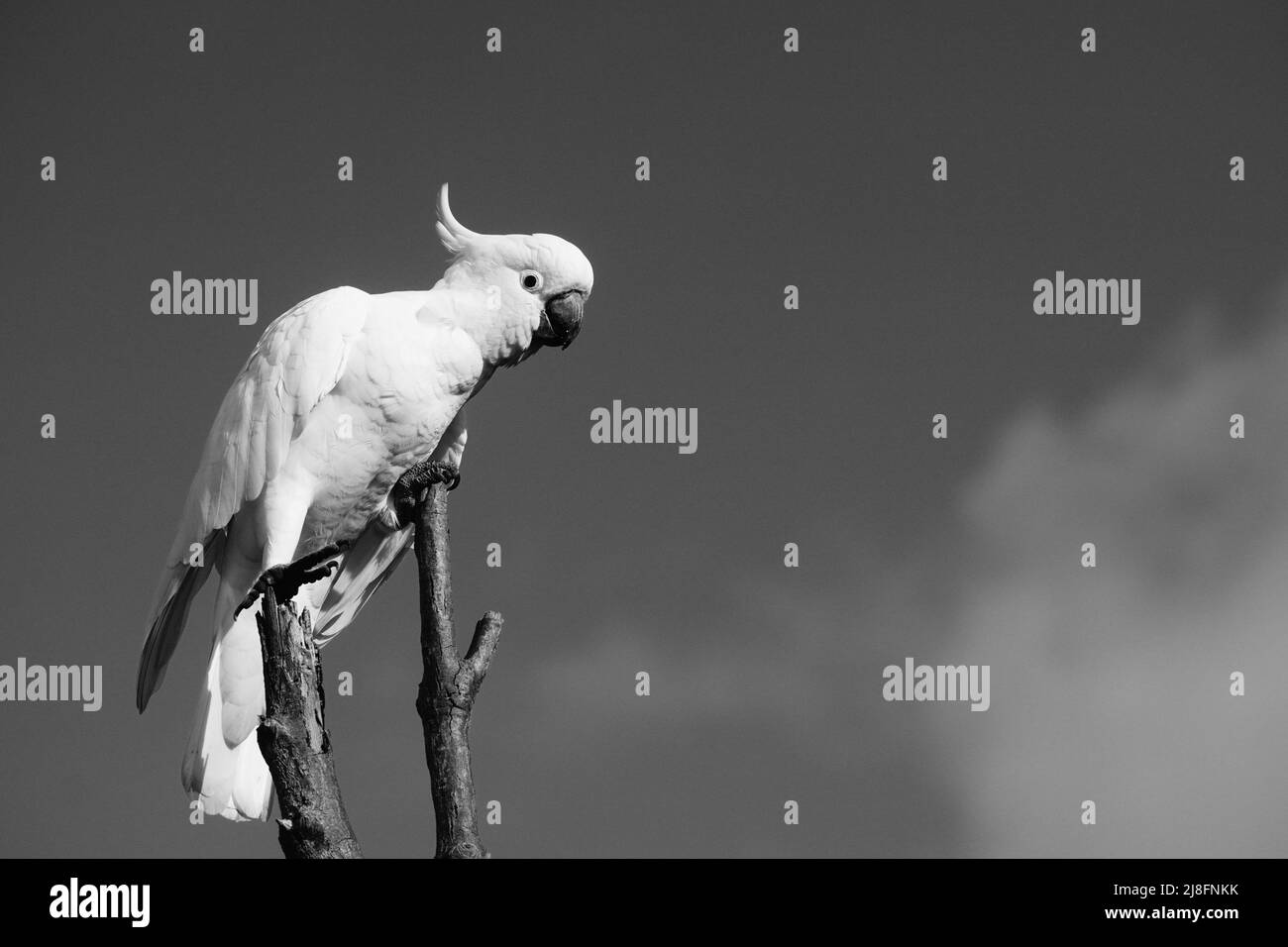 High Contrast View of a White Cockatoo against Dark Sky Stock Photo - Alamy