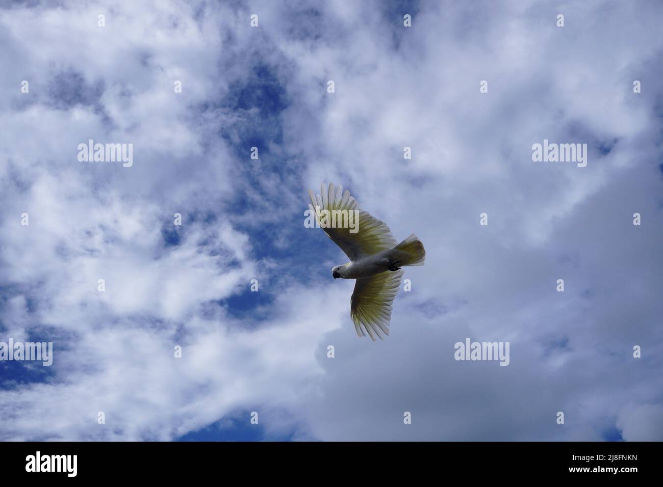 High-Flying Sulphur Crested Cockatoo Stock Photo - Alamy