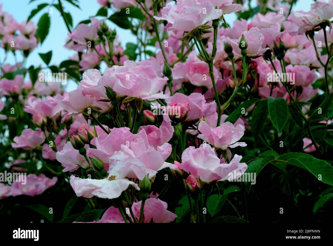 Della rose hi-res stock photography and images - Alamy