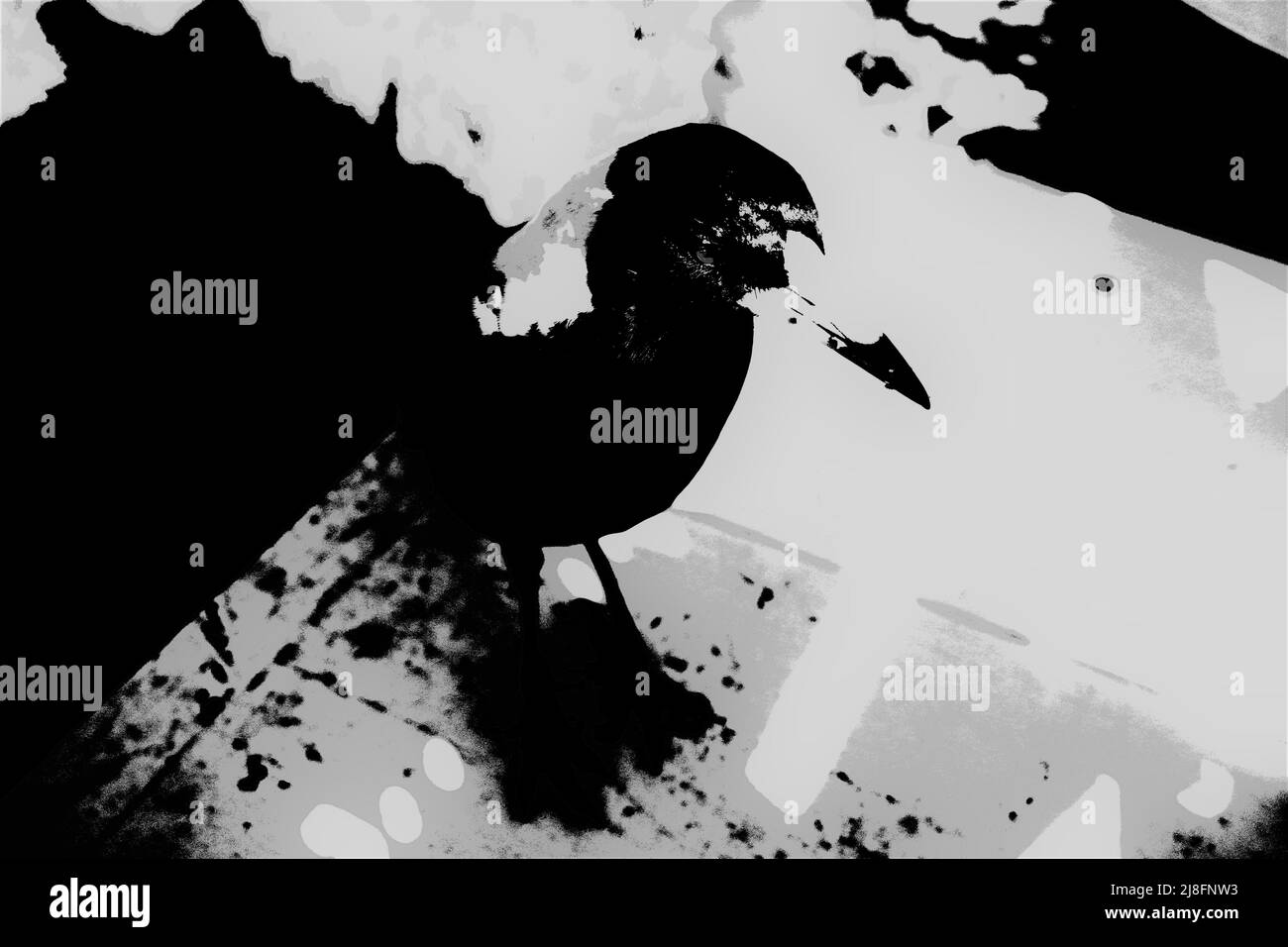 Magpie full body hi-res stock photography and images - Alamy