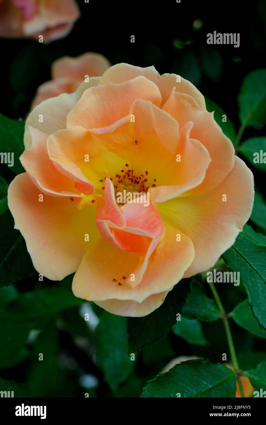 Rose gialle hi-res stock photography and images - Alamy