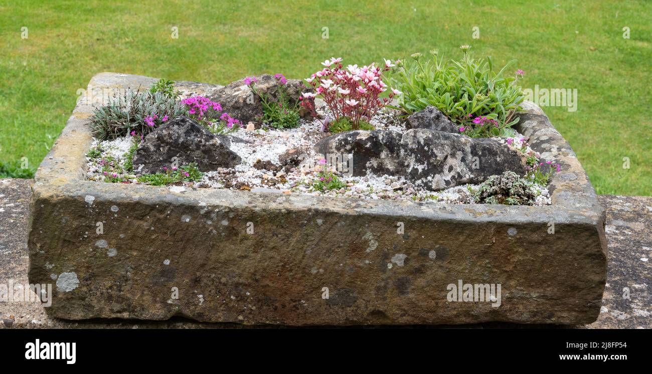 Alpine plants in rockery hi-res stock photography and images - Alamy