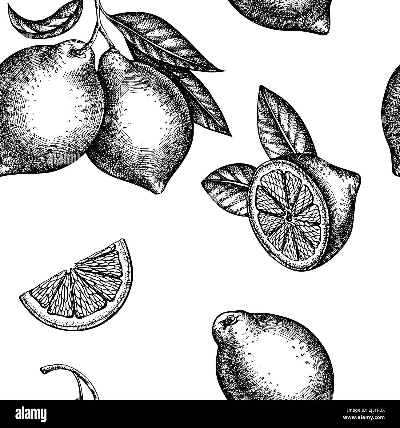 Citrus seamless pattern background design. Engraved style. Hand drawn lemon Stock Vector Image ...