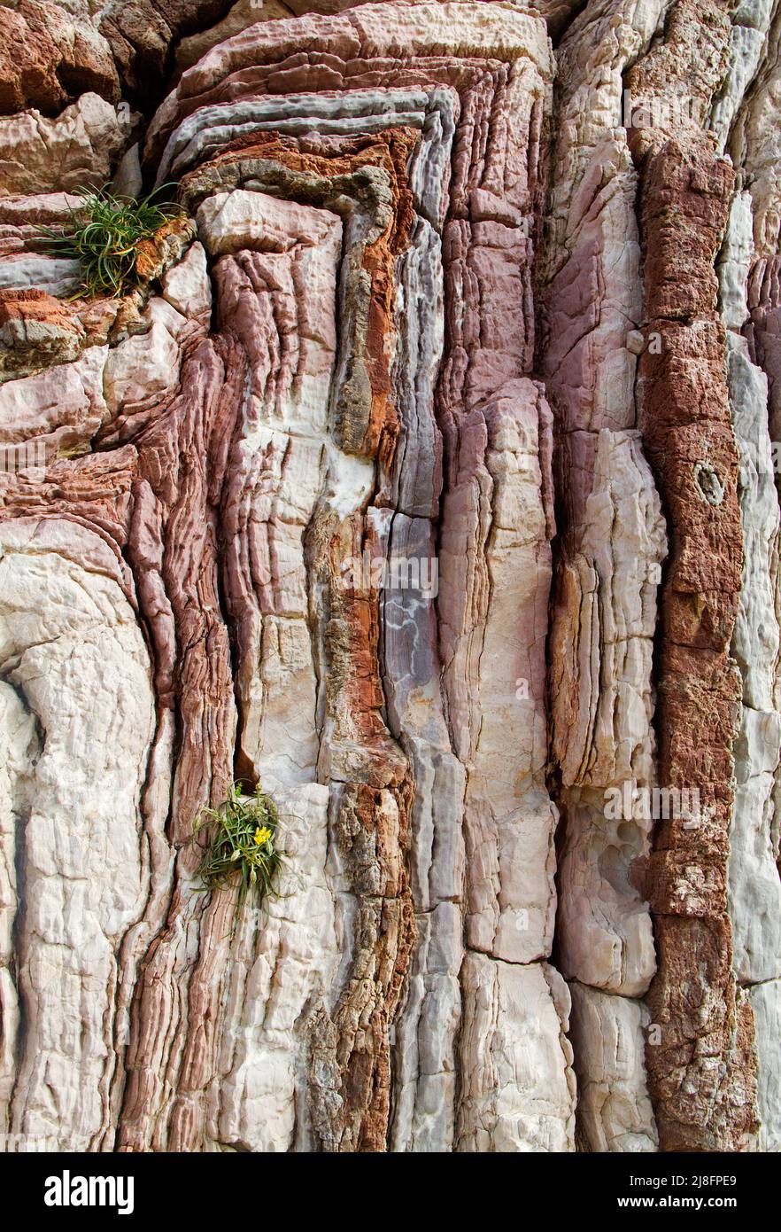 Detail of folded layered limestone with small yellow flower on Crete ...