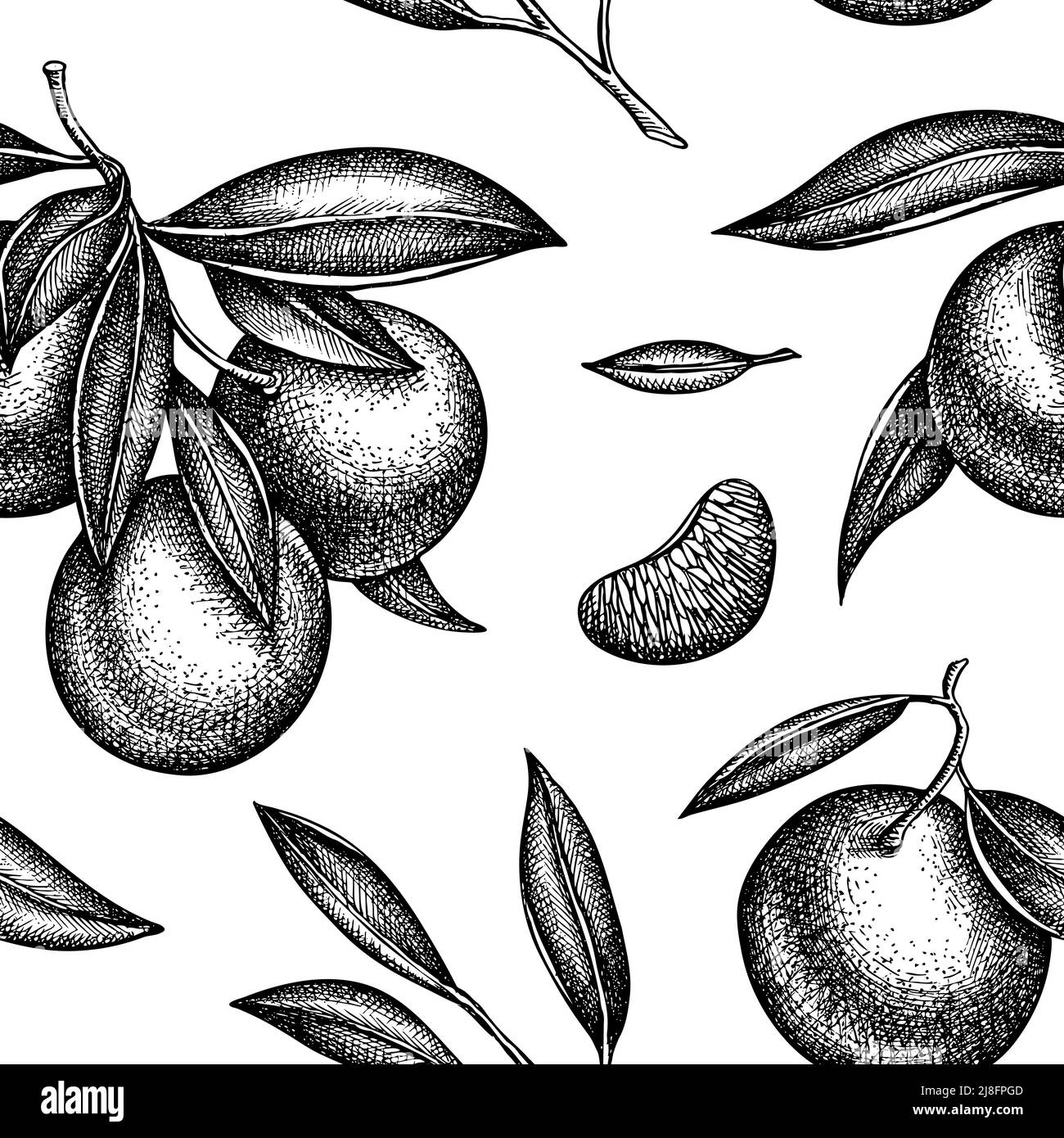 Citrus seamless pattern background design. Engraved style. Hand drawn mandarin Stock Vector ...