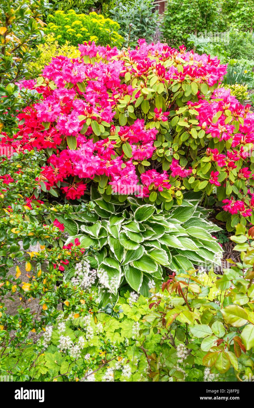 Red Rhododendron and variegated hosta Stock Photo - Alamy
