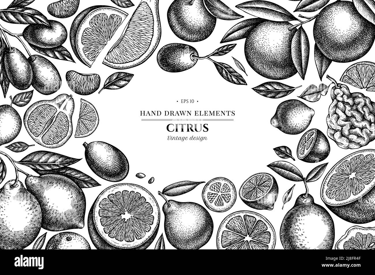 Citrus hand drawn illustration design. Background with sketch kumquat ...