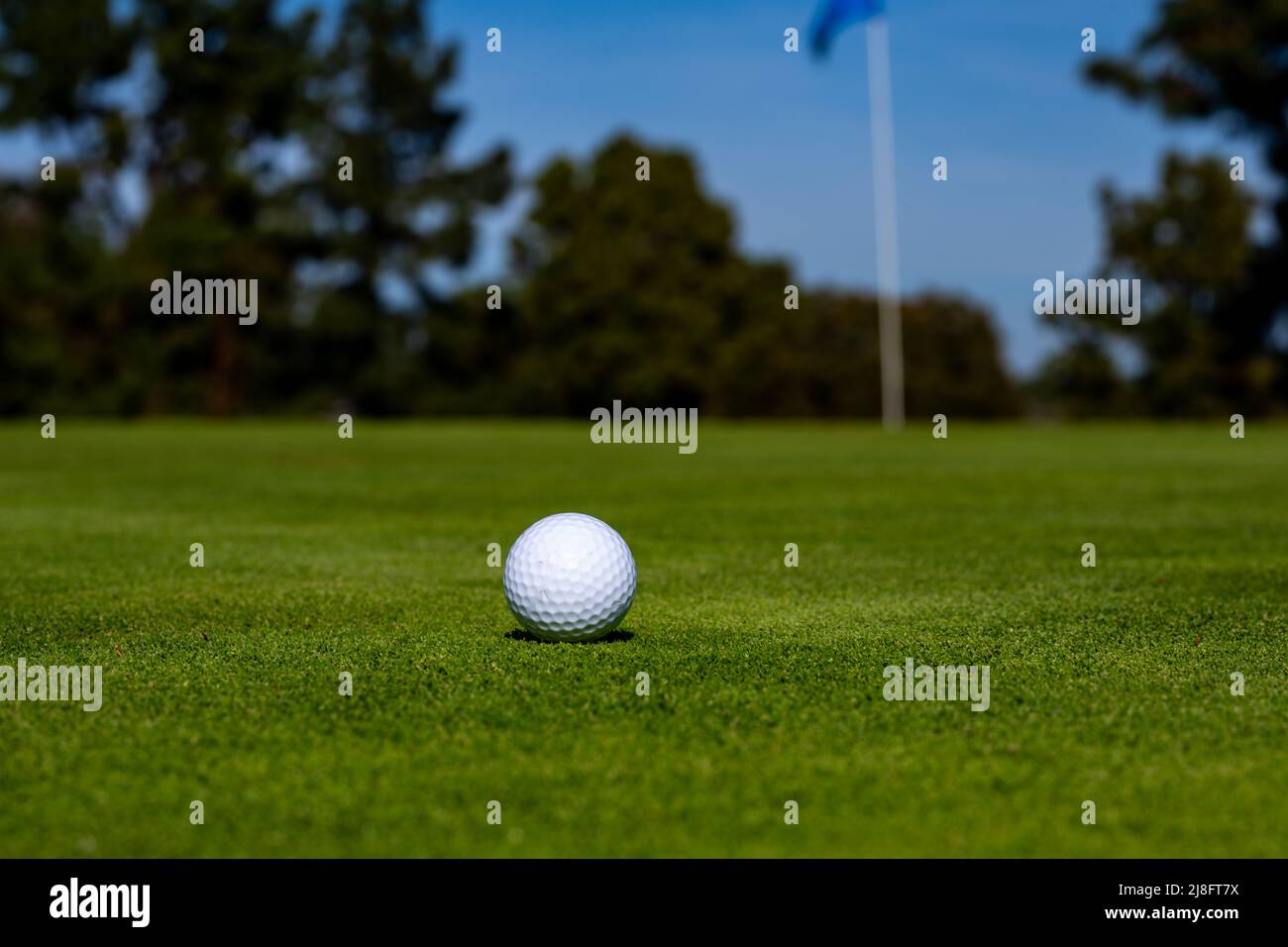 Golf ball in golf course. Golf ball on the lawn Stock Photo - Alamy