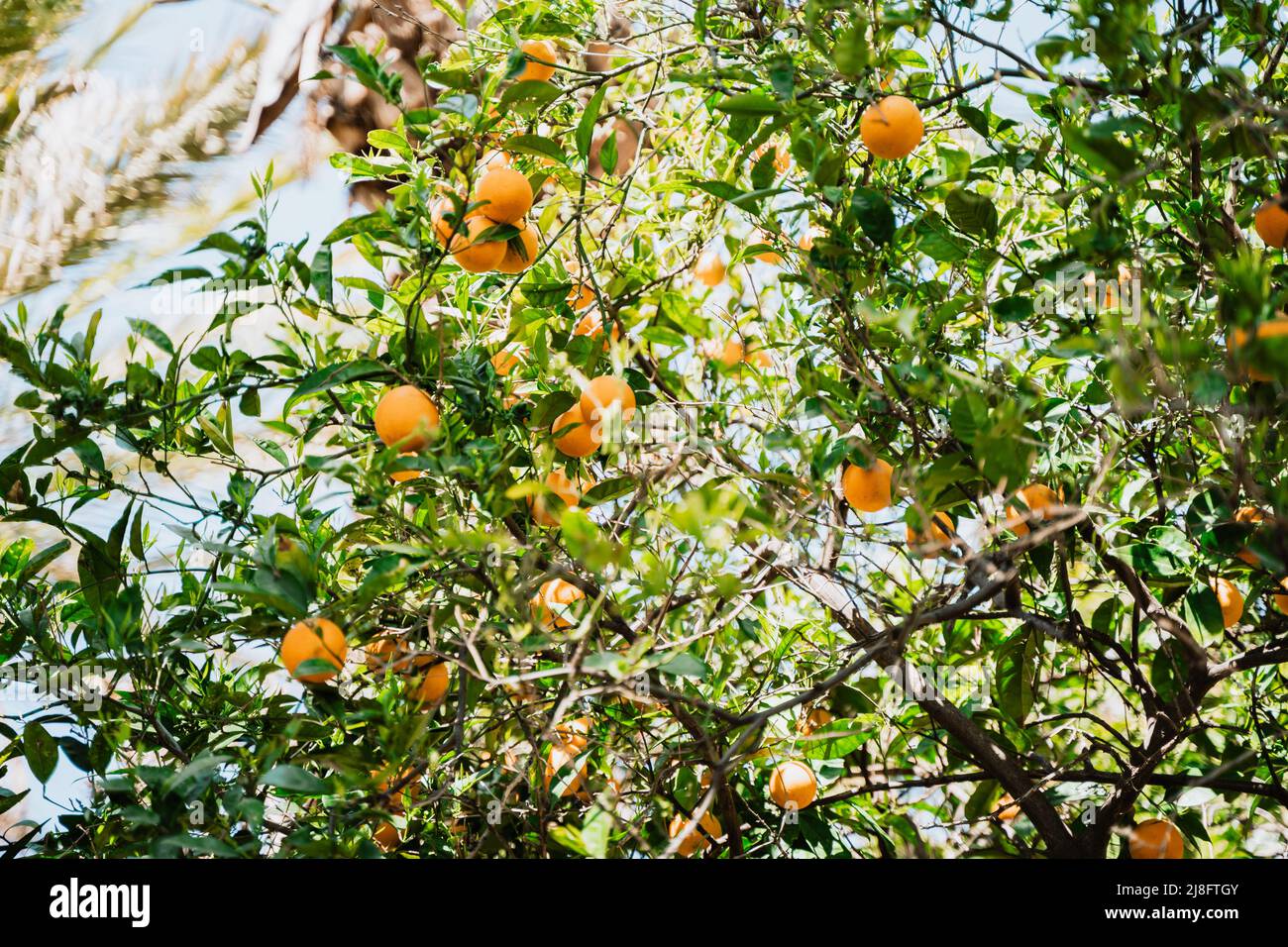 Low hanging tree branches hi-res stock photography and images - Alamy