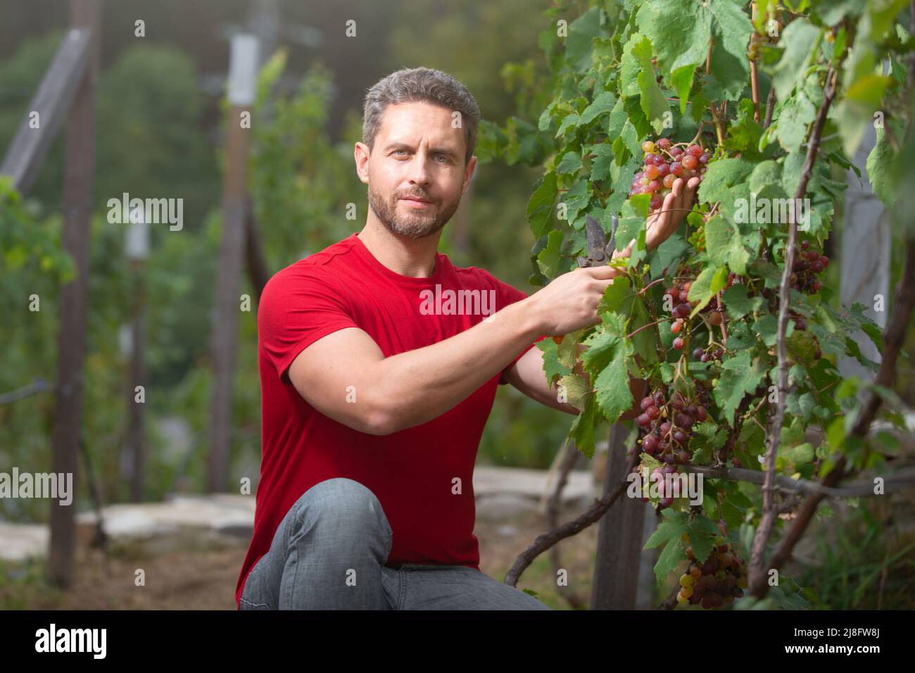 Gardener on summer grapes harvest. Farmer cut grapevine. Vinedresser cutting grapes bunch. Male ...