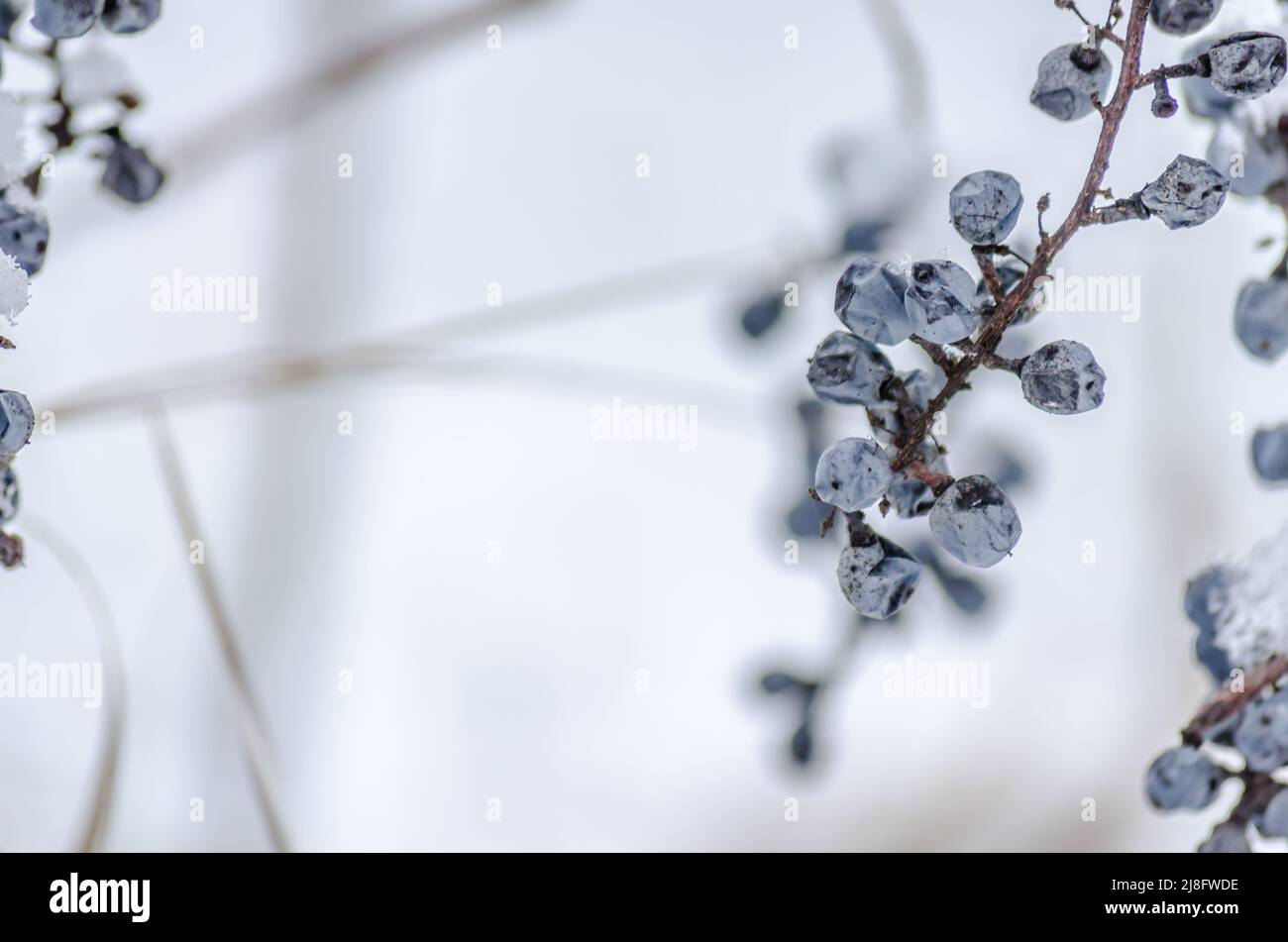 Wild purple grapes covered in frost on the vines Stock Photo - Alamy