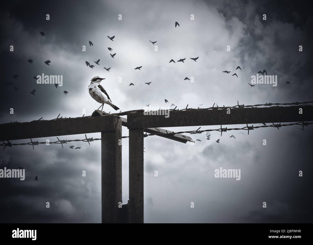 bird on dramatic background (Common Wheatear male Stock Photo - Alamy