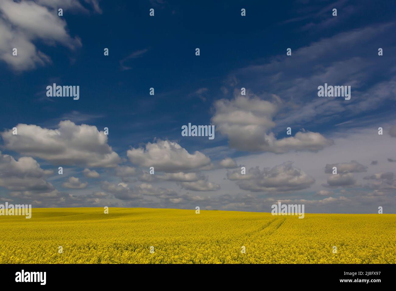 Bright yellow canola field blue hi-res stock photography and images - Alamy