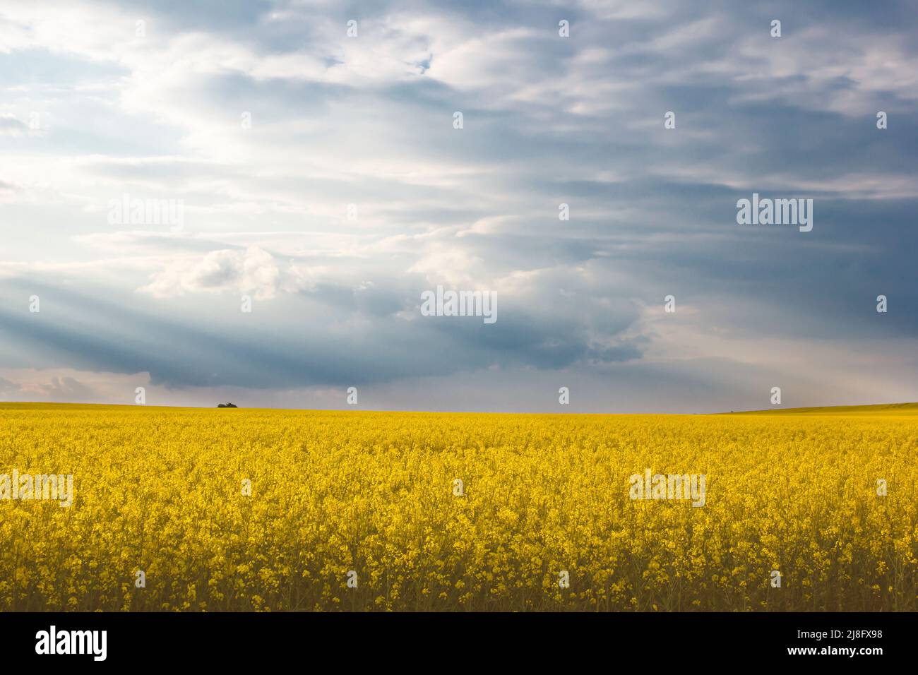 Bright yellow canola field blue hi-res stock photography and images - Alamy
