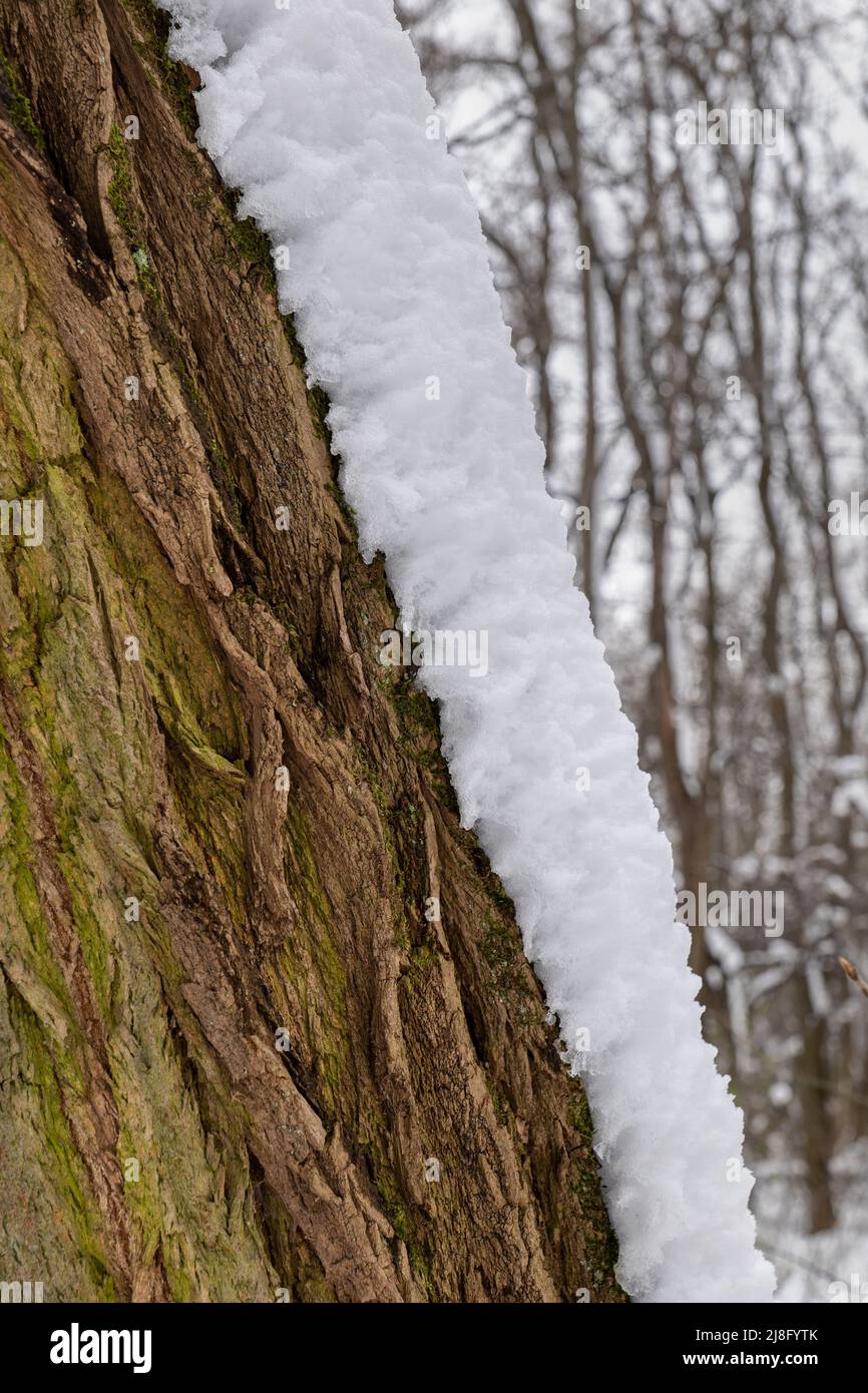 Tree trunk with thick layer of snow in winter Stock Photo - Alamy