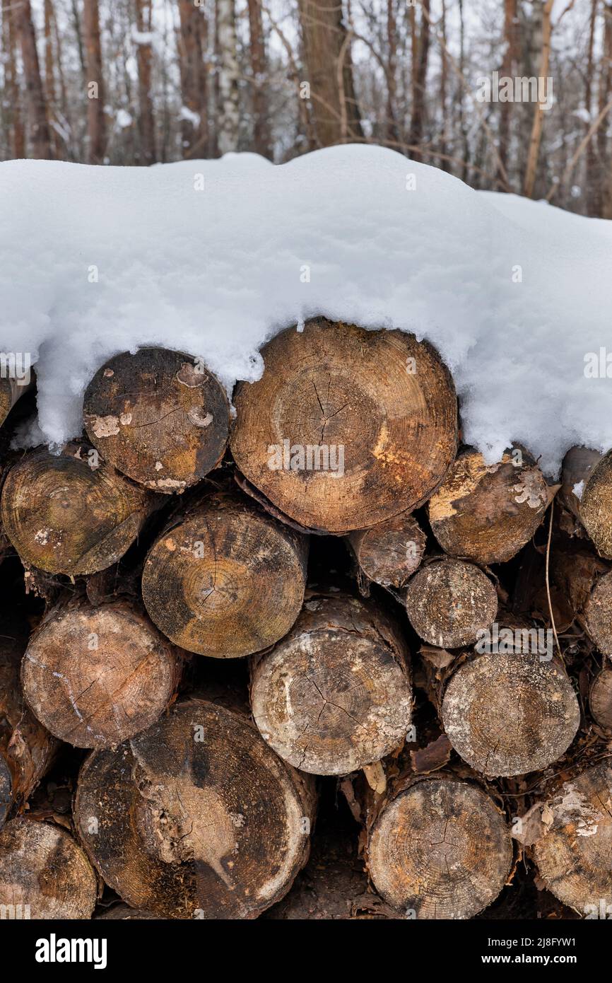 Birch logs in the snow hi-res stock photography and images - Alamy