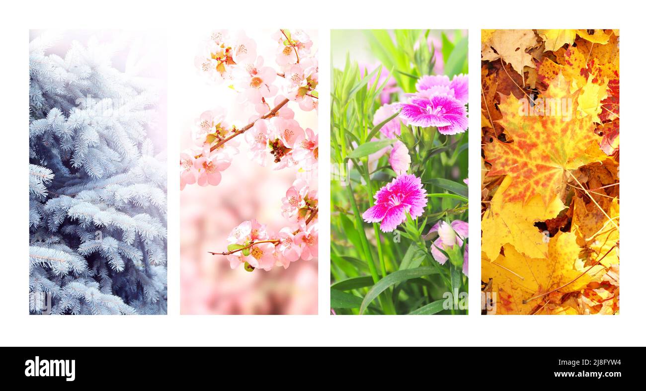 Four seasons of year. Set of vertical nature banners with winter, spring, summer and autumn ...