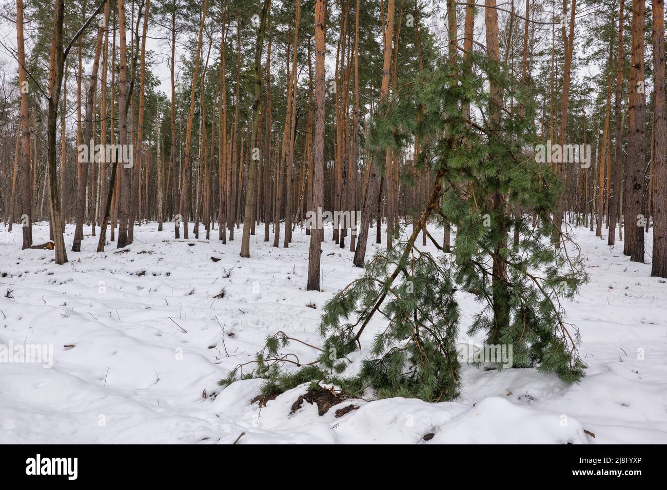 Snowfall in forest of pine trees hi-res stock photography and images ...