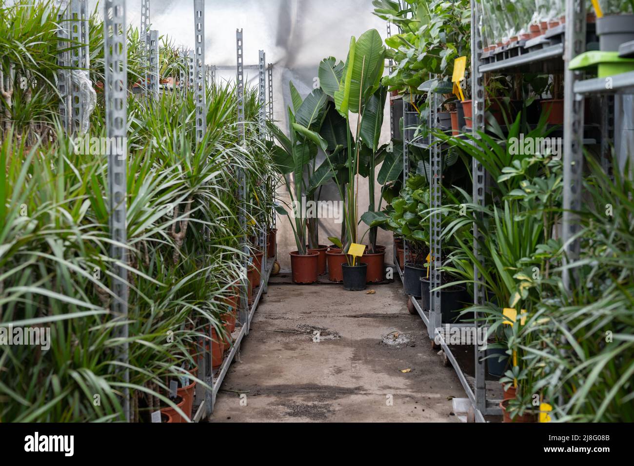 Houseplants or flower shop interior: rows of house plants in pots ...