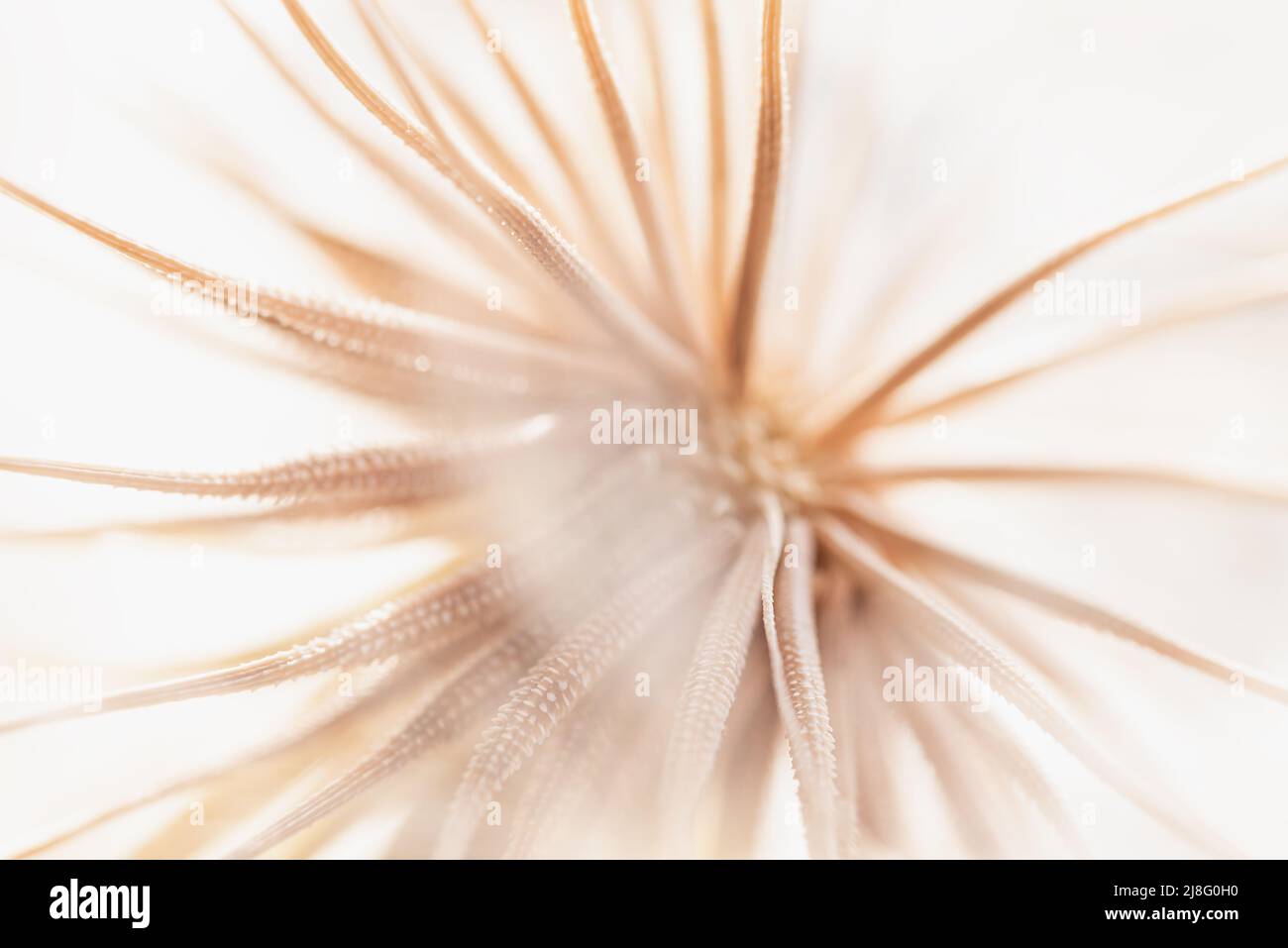 dandelion at sunset . Freedom to Wish. Dandelion silhouette fluffy ...