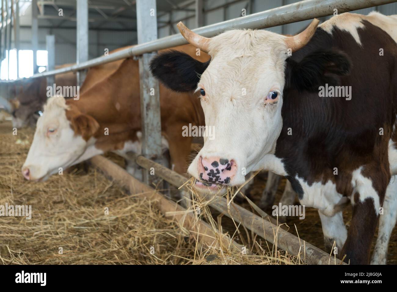 Cows in a farm eating hay Stock Photo - Alamy