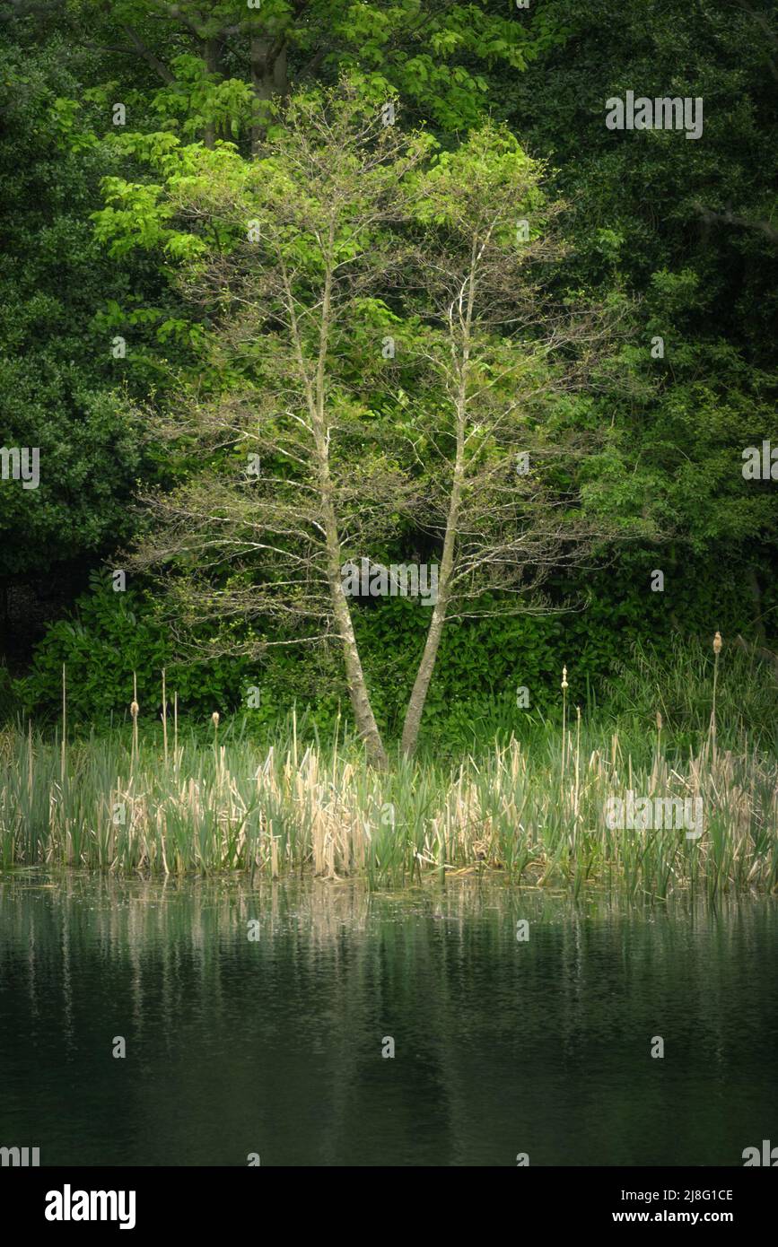 Reeds scotland hi-res stock photography and images - Alamy