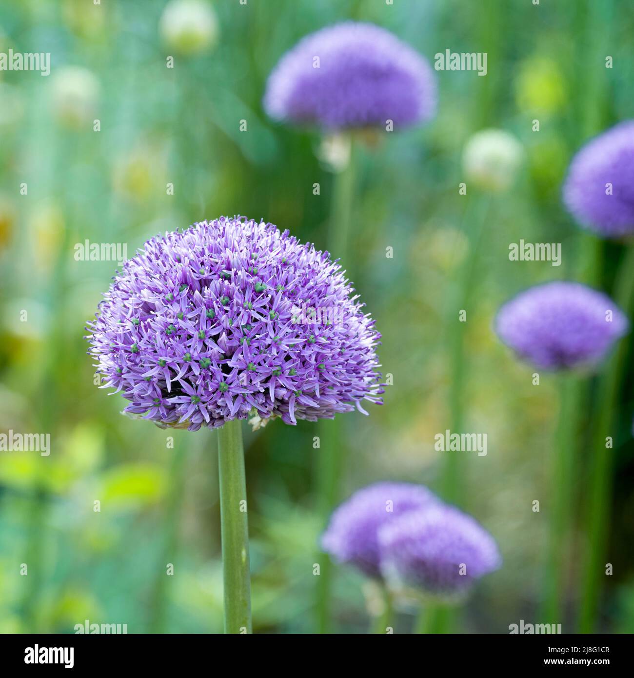 Edinburgh, Scotland, UK - Allium flowers in bloom Stock Photo - Alamy