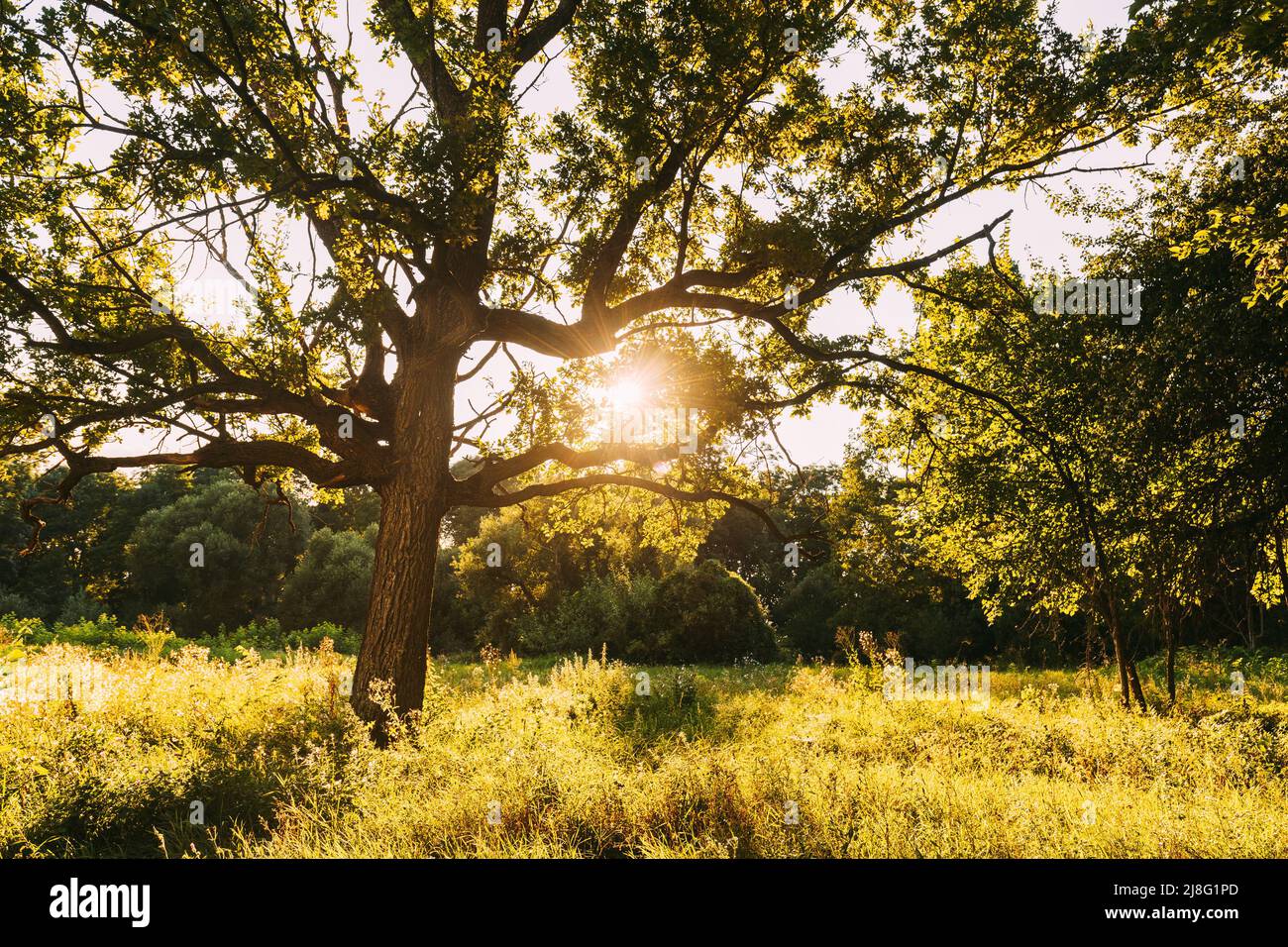 Old oak tree in Summer sunny day. Sunlight Sunshine Through Oak Forest ...