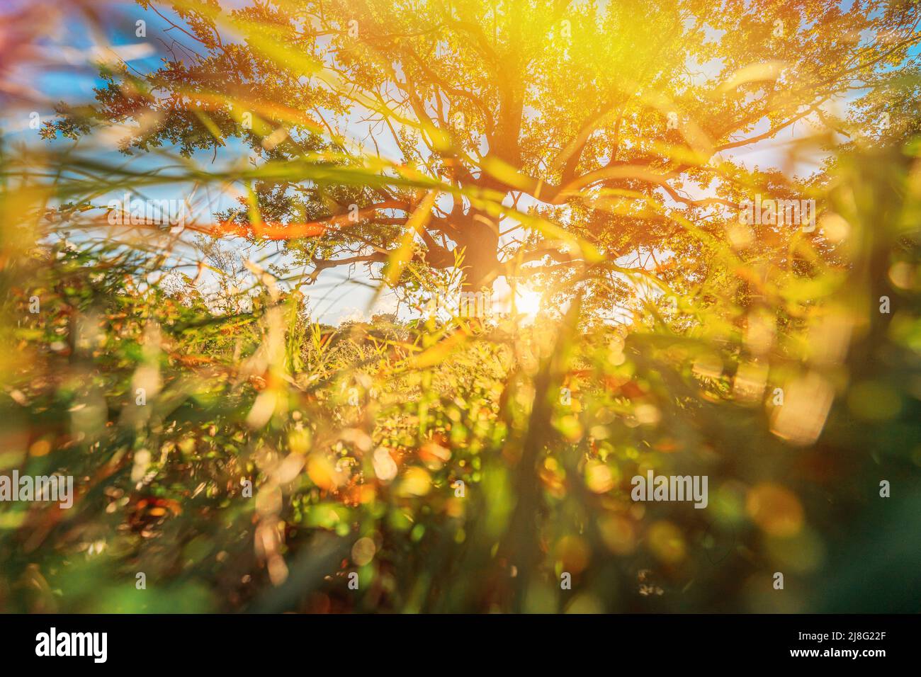Low angle view Sunlight sunshine sun and grass Old wood oak tree in ...